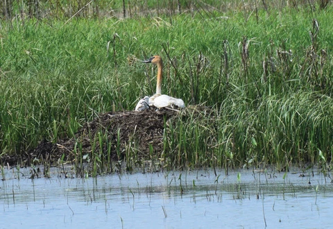 Icon of the wetlands, Iowa’s trumpeter swan population continues to ...