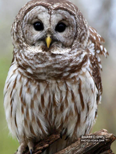 Owls | Department of Natural Resources